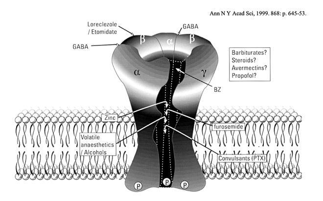 GABRG2（γ-氨基丁酸A受体γ2亚单位） - 癫痫相关基因 - 儿童癫痫长程管理